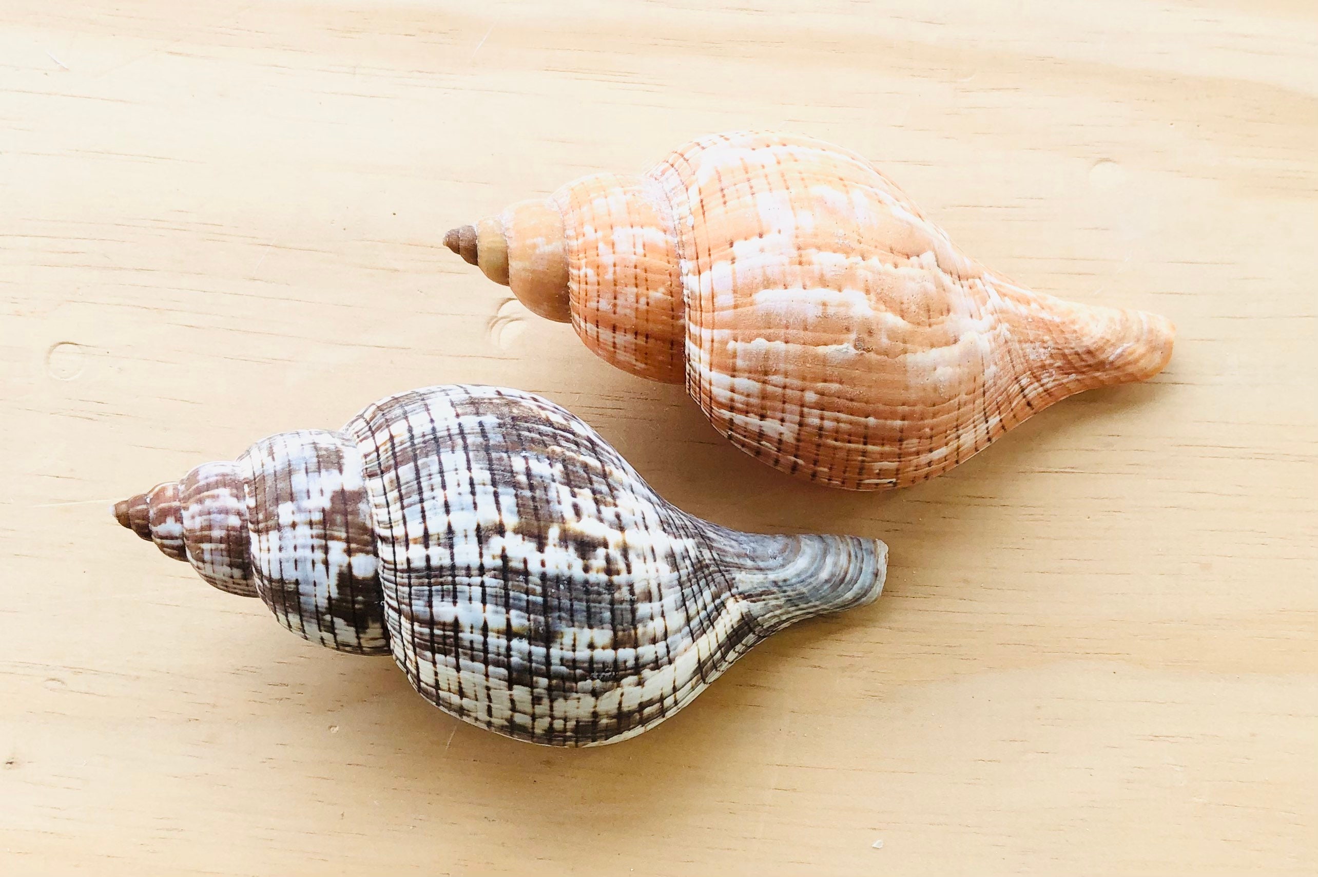 Tulip Shell-fasciolaria Tulipa-sea Shells Bulk-beach Home - Etsy