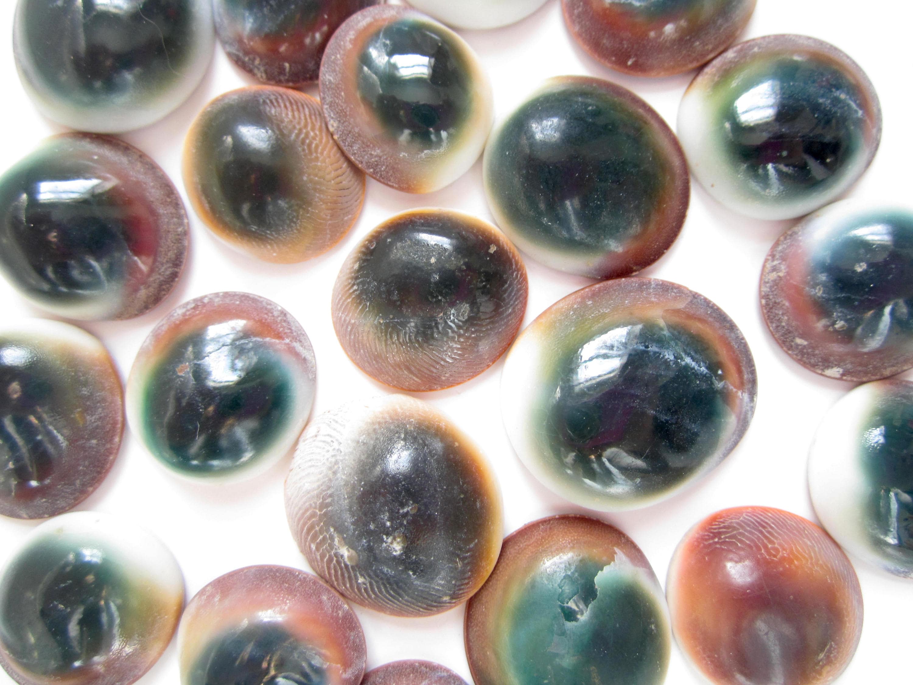 Shiva Seashells-green Cat Eye Shells-seashells for | Etsy