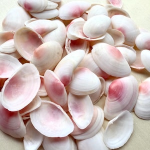 Pink Rose Cup Tellins Tellons Seashells-pink Seashells-beach Wedding ...