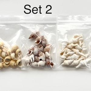 Small Seashell Mix: Deluxe Beach Wedding Decor, Craft Supplies - Etsy