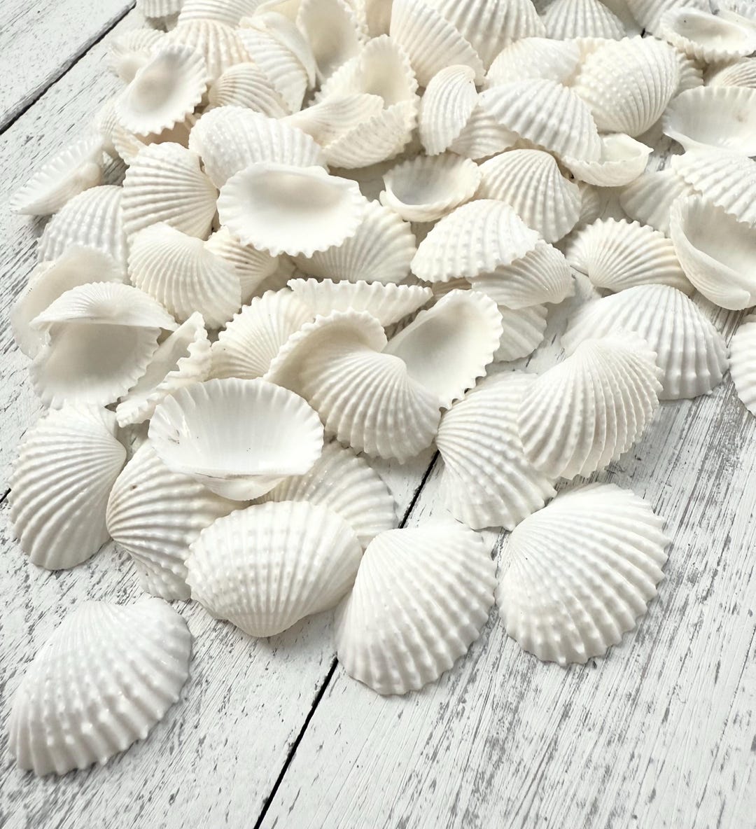 Ark Shells-baby Ark Shells-mini Shells for Crafting-small Shells Bulk ...