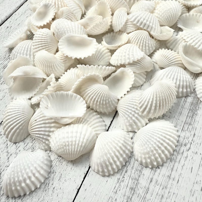 Craft Shells - Etsy
