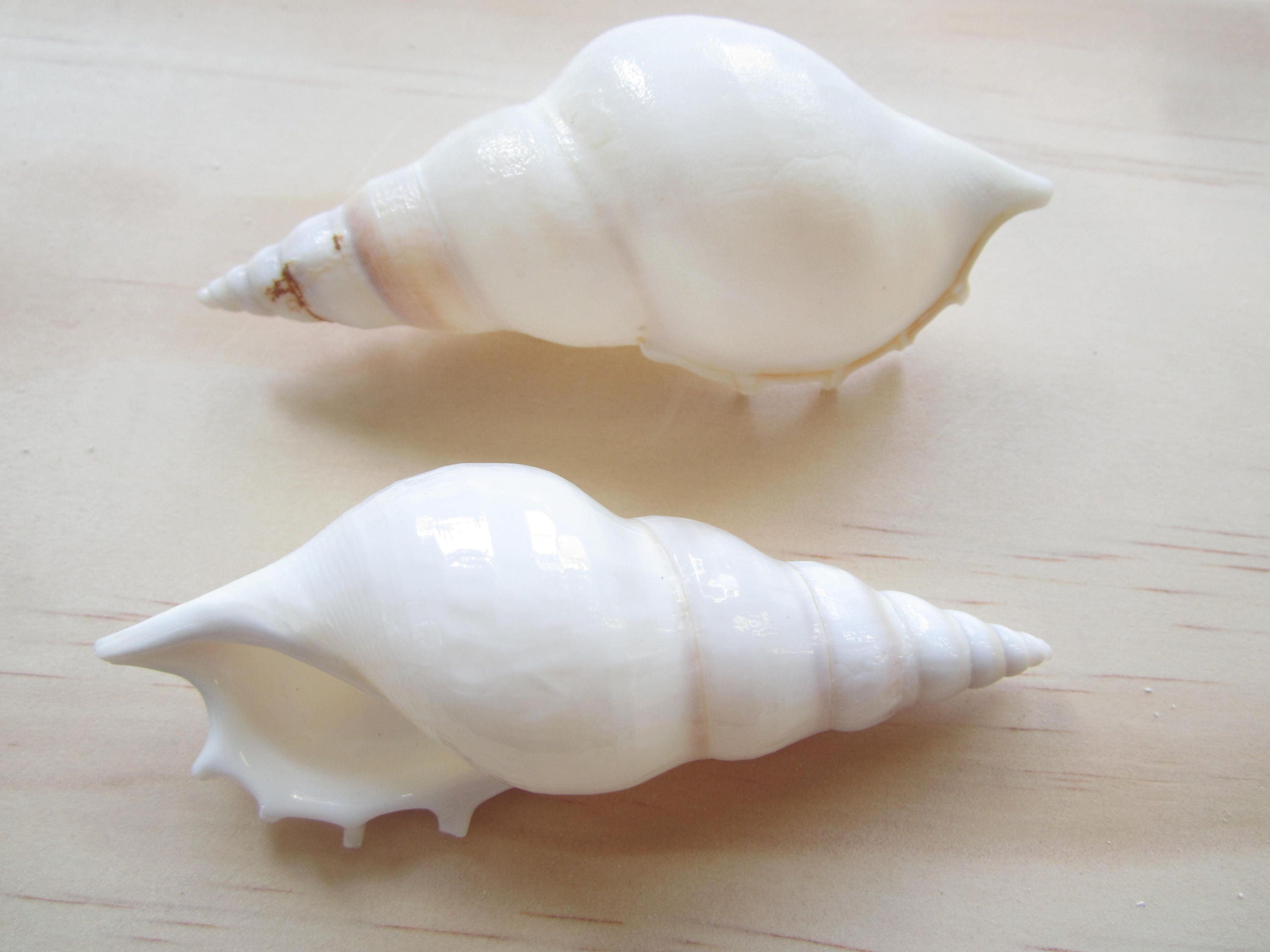 Sea Shells White Base Molding