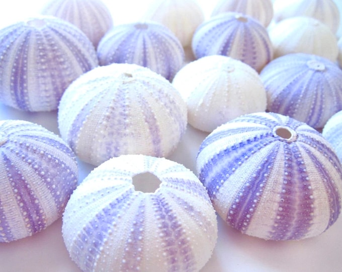 Volva Volva Elongated Egg Cowry Cowrie Shell Approx. 96mm./ 3-1/2 ...