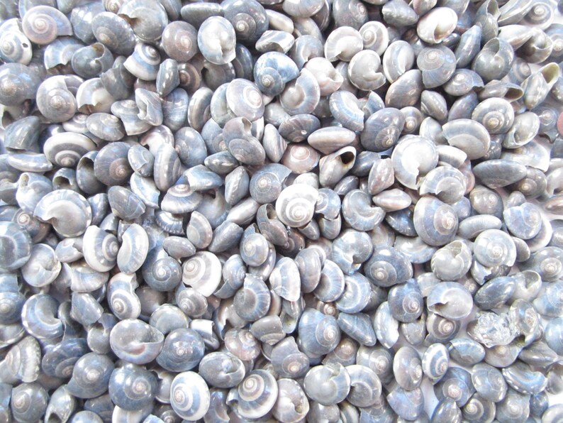 Umbonium Black Seashells-small Sea Shells-botton Top | Etsy