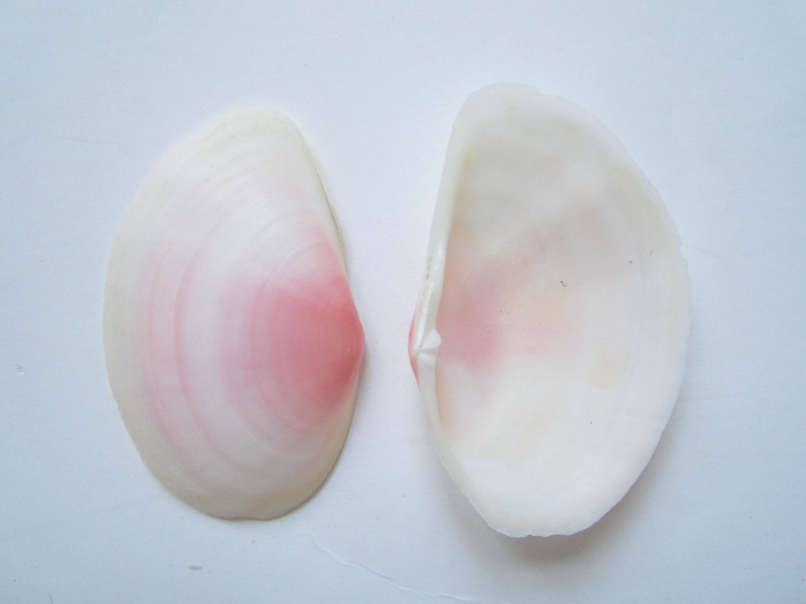 Pink Rose Cup Tellins Tellons Seashells-pink Seashells-beach - Etsy