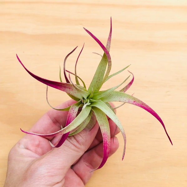 Color Enhanced Air Plants - Etsy