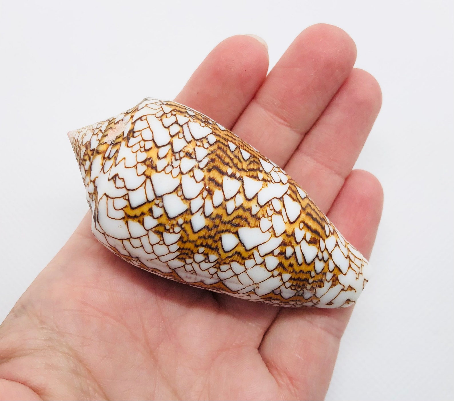 Textile Cone Shell: Collector Sea Shell, Beach Decor (2-3") - Etsy