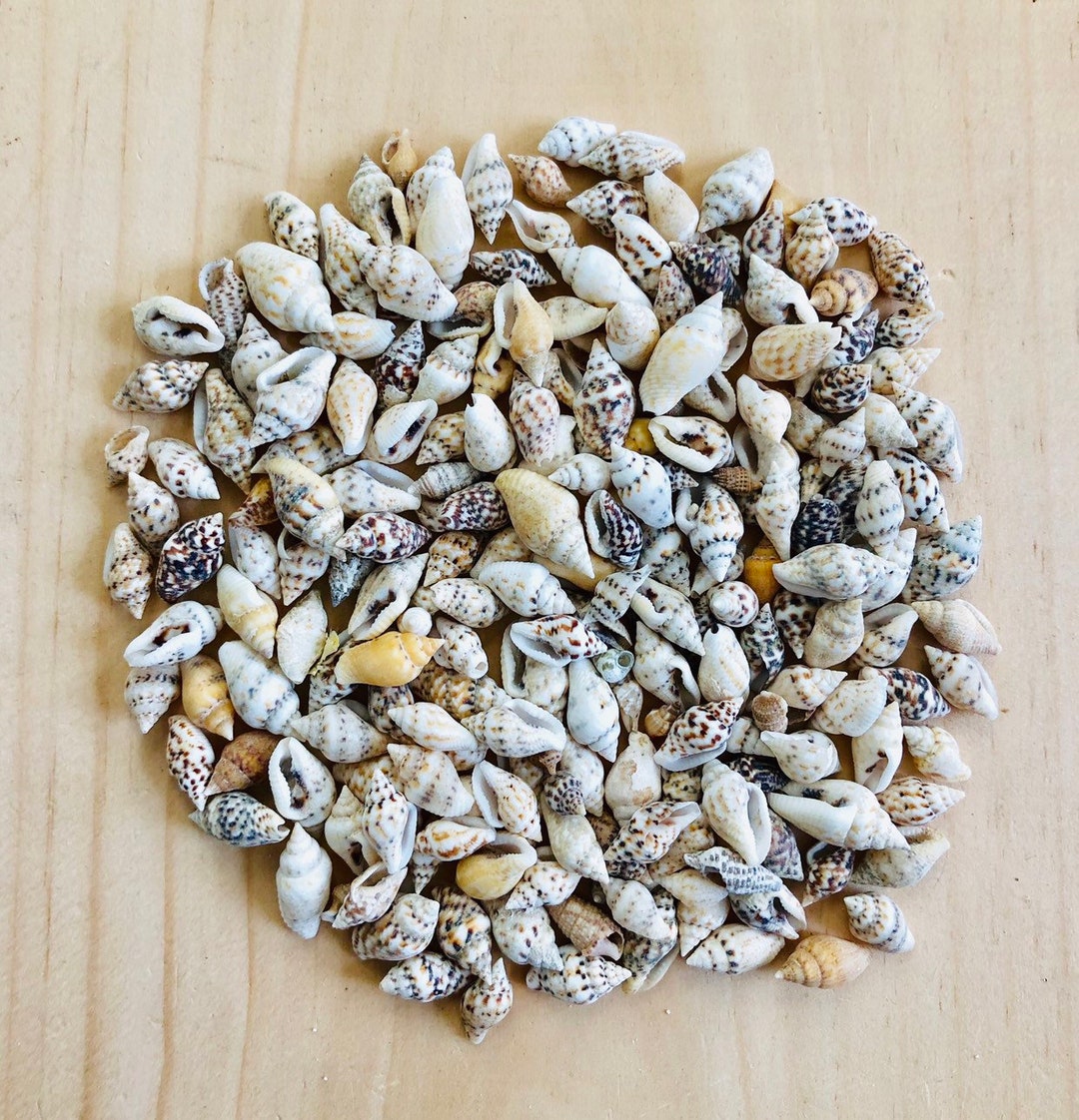 Mixed Nassa Shells-white/tan Small Shells-beach Home Decor-crafting ...