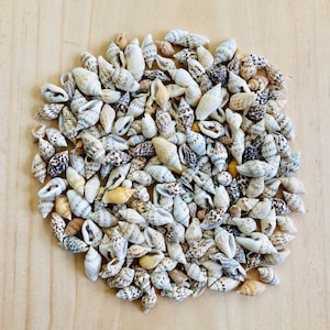 Mixed Nassa Shells-white/tan Small Shells-beach Home Decor-crafting ...