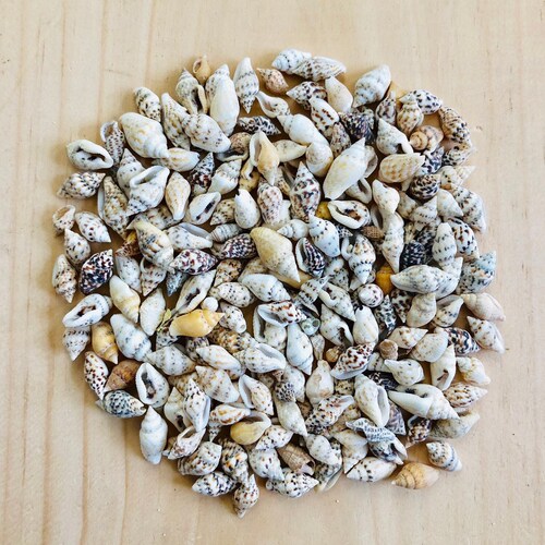 White Shells Mix Wedding Sea Shells Beach Wedding Decor Beach - Etsy