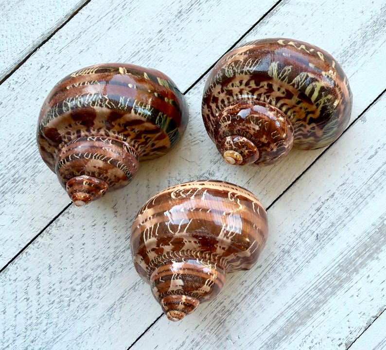 Tapestry Turbo Shells: Petholatus Seashells for Beach Wedding Decor - Etsy