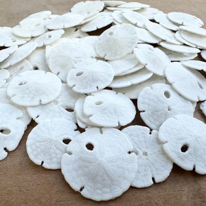 Sand Dollars-size 3/4-1sand Dollar Bulk-seashell Bulk-mini Sand Dollar ...