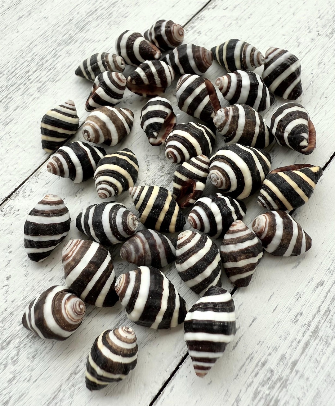 Bumble Bee Shells-bee Hive-sea Shell Bulk-beach Wedding Decor ...