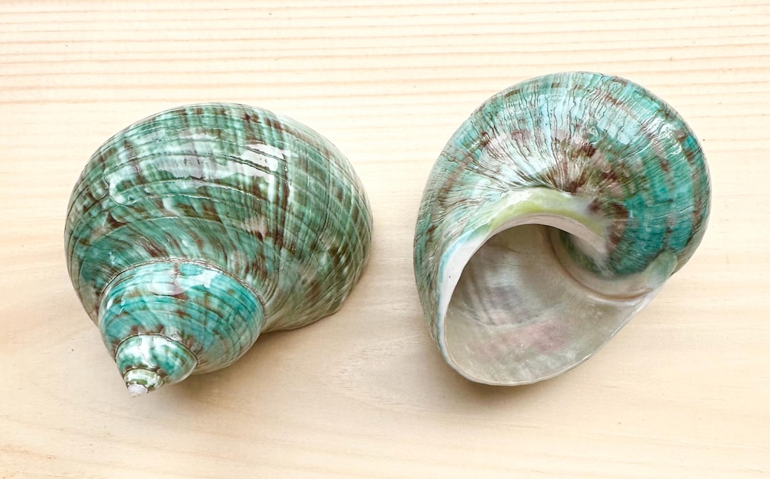 Polished Jade Turbo Shell-2.5"-3"-sea Shells-polished Jade Turbo Shell ...