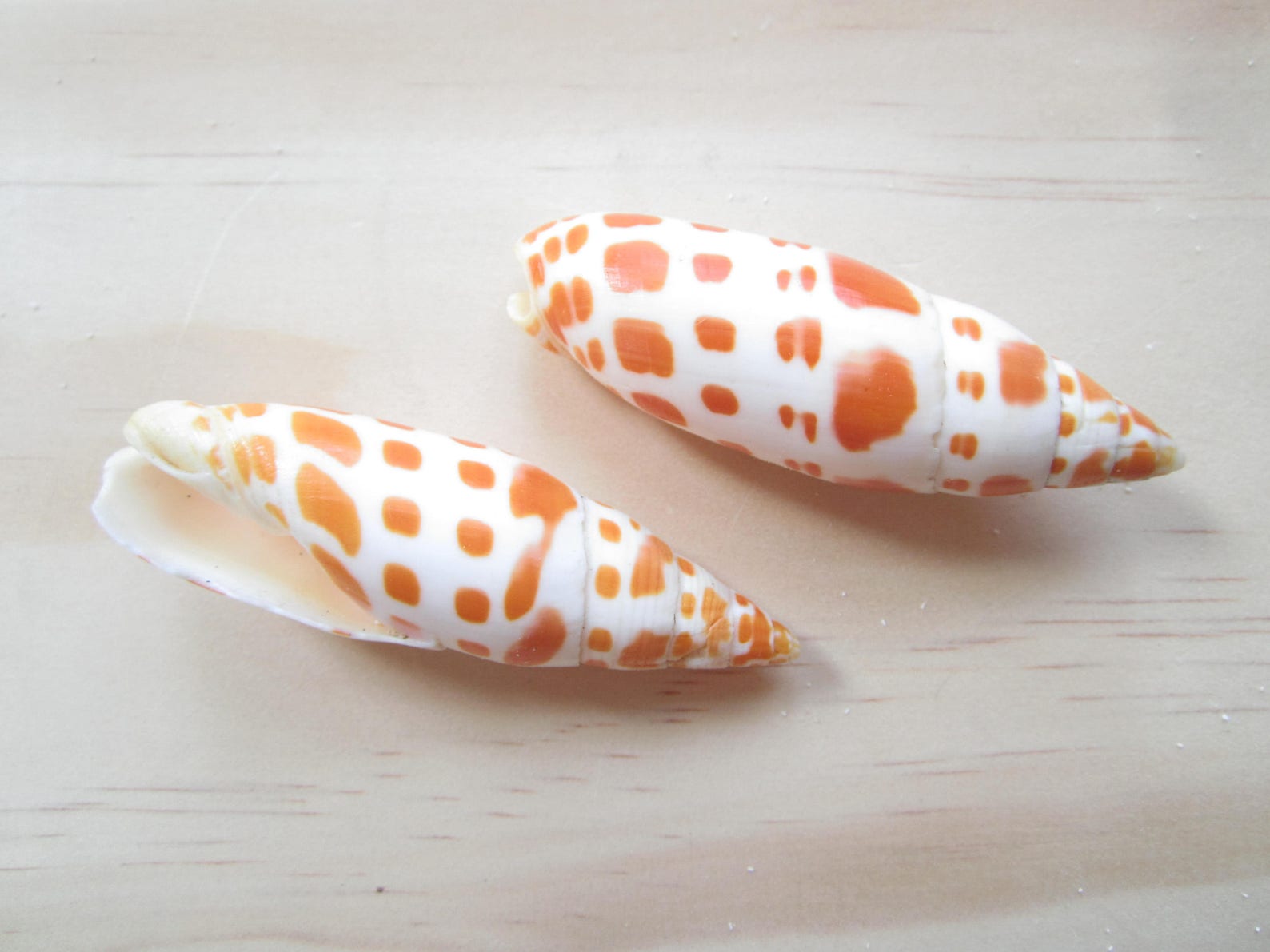 Mitra Episcopalis Shell-sea Shell Bulk-mitra Shells-beach - Etsy