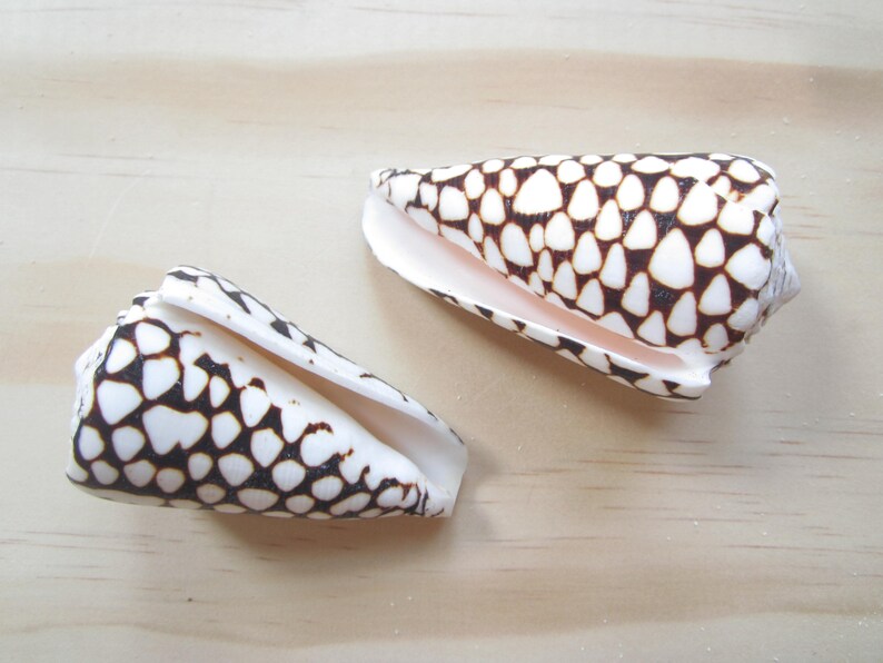 Marble Cone Shell-conus Marmoreus-sea Shells for - Etsy