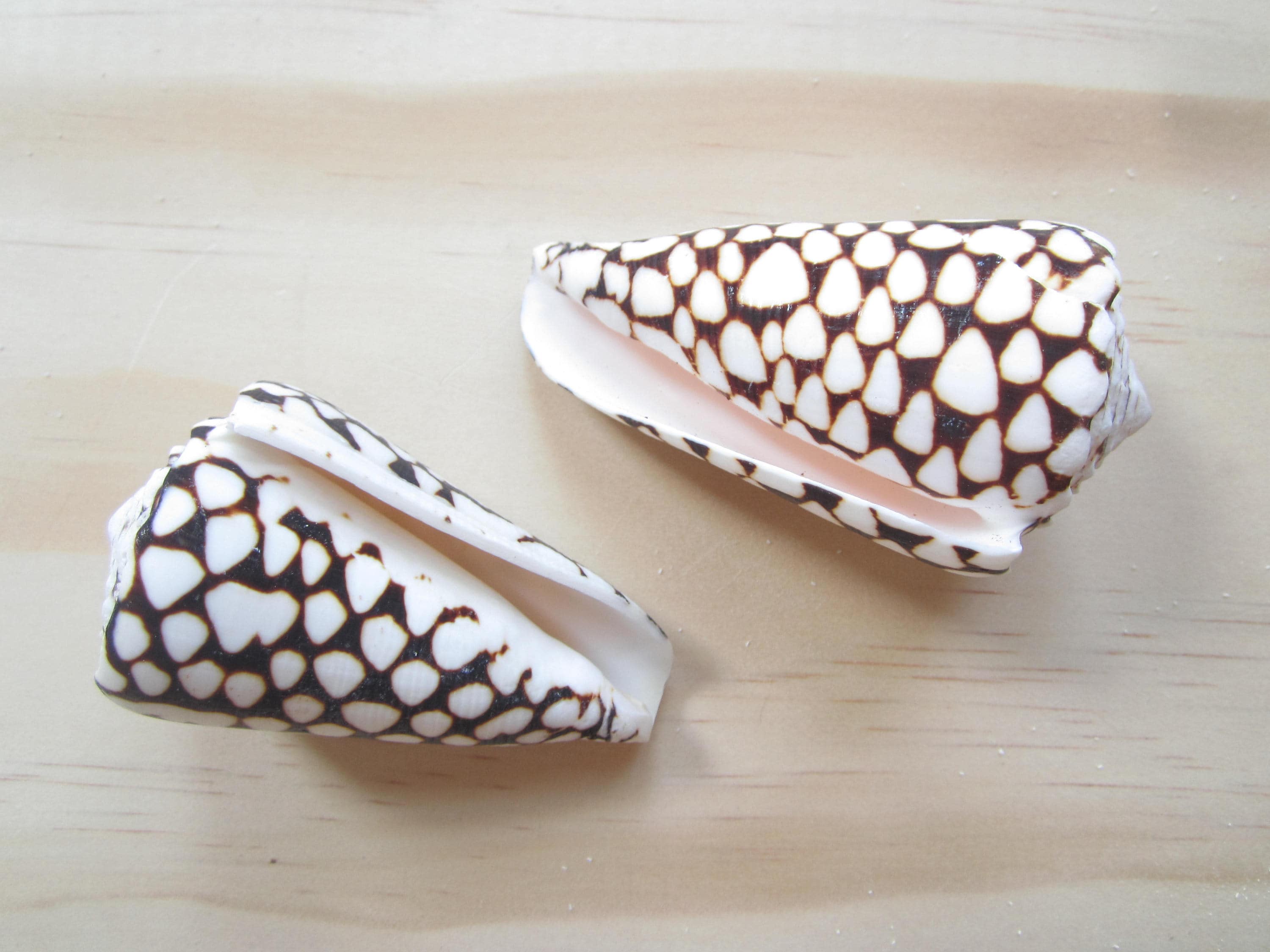 Marble Cone Shell-conus Marmoreus-sea Shells for - Etsy