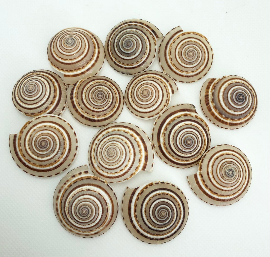 Sundial Seashells-sundial Seashell Bulk-craft Seashells-beach - Etsy