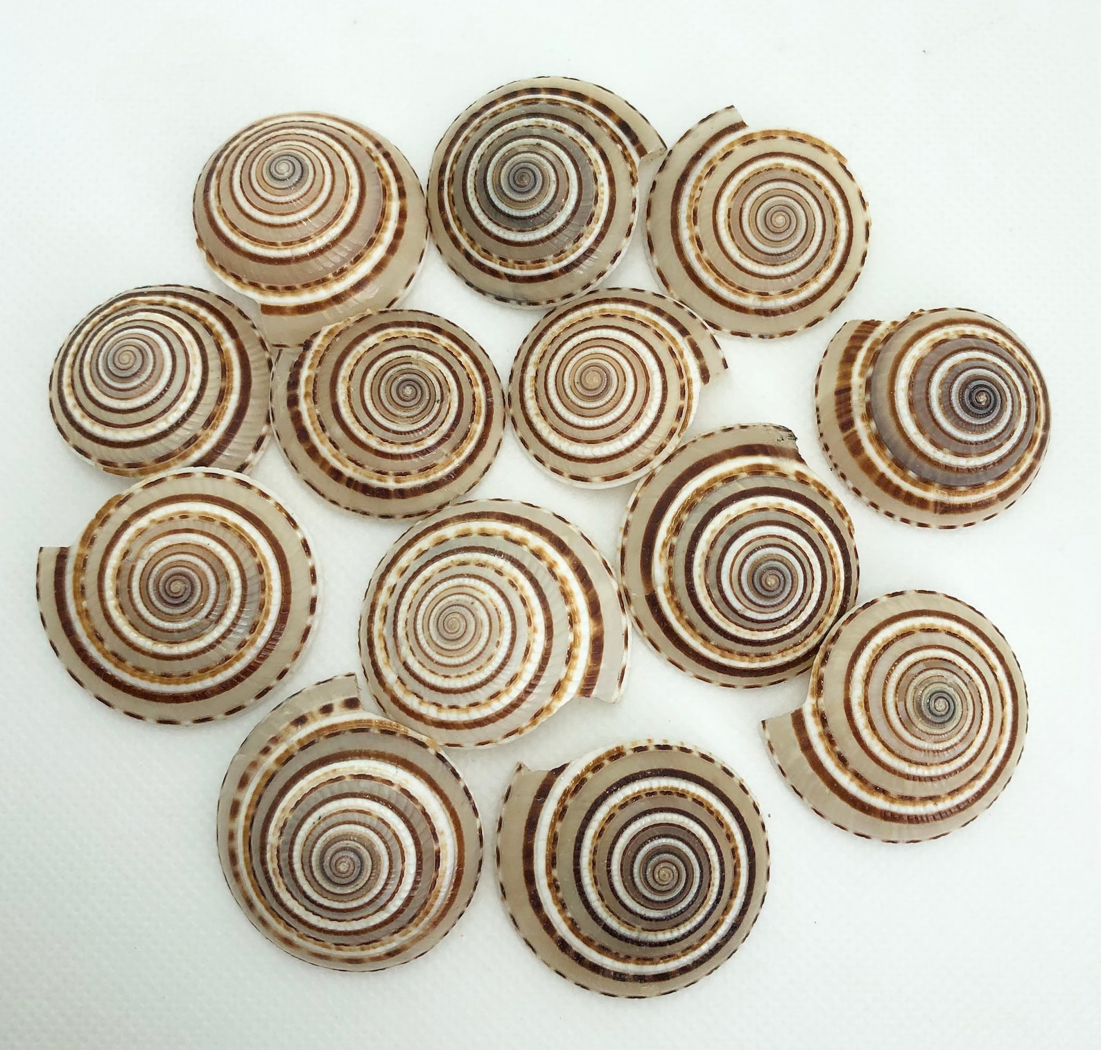 Sundial Seashells-sundial Seashell Bulk-craft Seashells-beach - Etsy