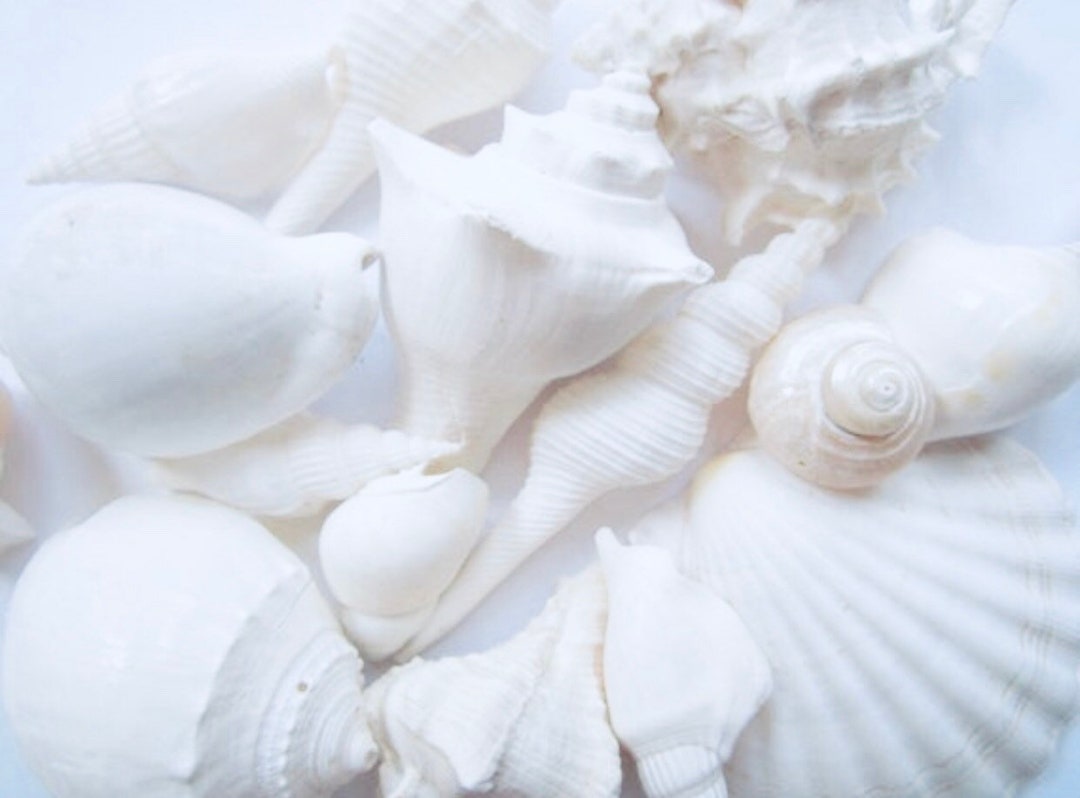 White Sea Shell Mix Beach Wedding Decor Sea Shells Bulk Bag of Shells ...