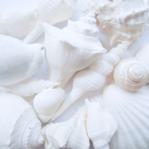 White Sea Shell Mix Beach Wedding Decor Sea Shells Bulk Bag of - Etsy