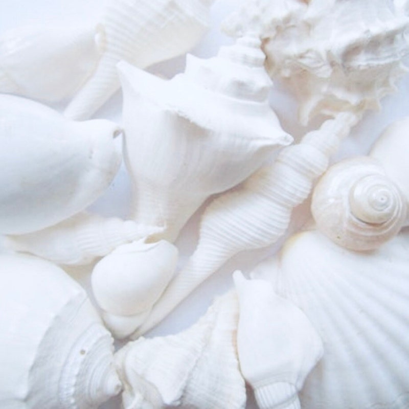 Assorted Seashells - Etsy