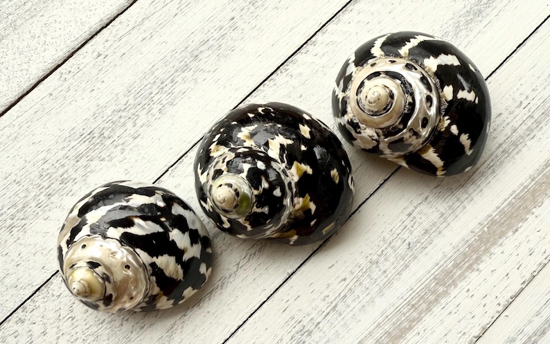 Magpie Turbo Shell: Black and White Sea Shell (1.5-2") - Etsy