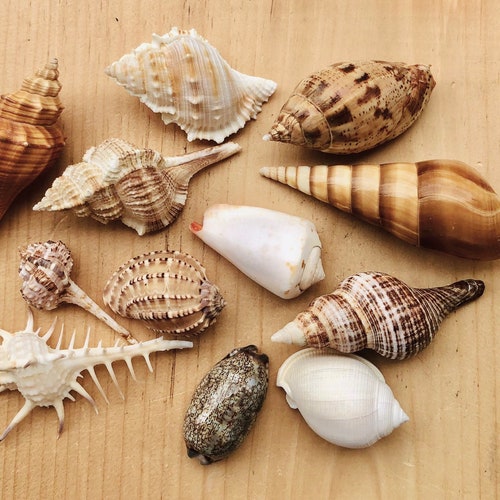 Sea Shell Mix-sea Shells Bulk-craft Sea Shells-beach Wedding - Etsy