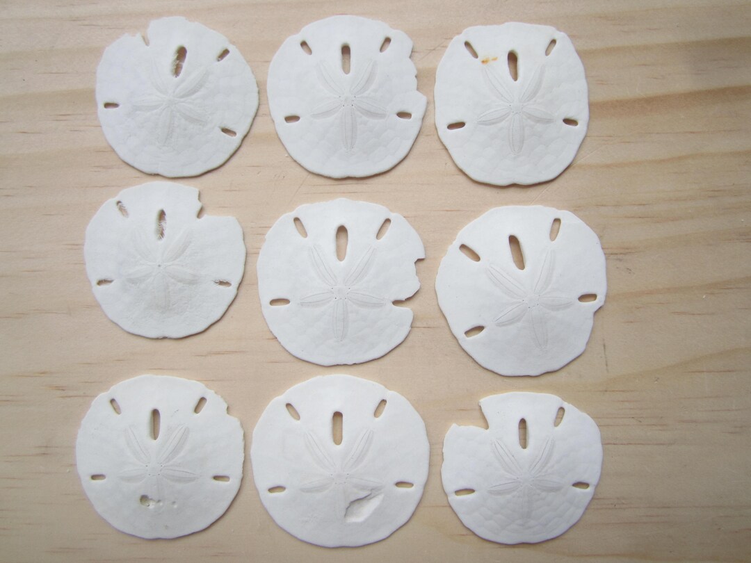 50 Discounted Sand Dollars (1-2 Inch): Imperfect Beach Decor - Etsy