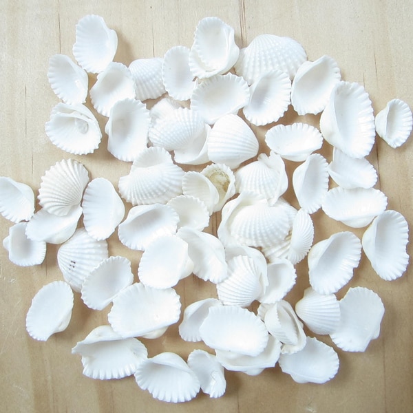 Tiny White Shells - Etsy