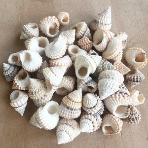 Coronate Periwinkle-grade B-tectarius Coronatus- Cream Top Seashell 0.5 ...