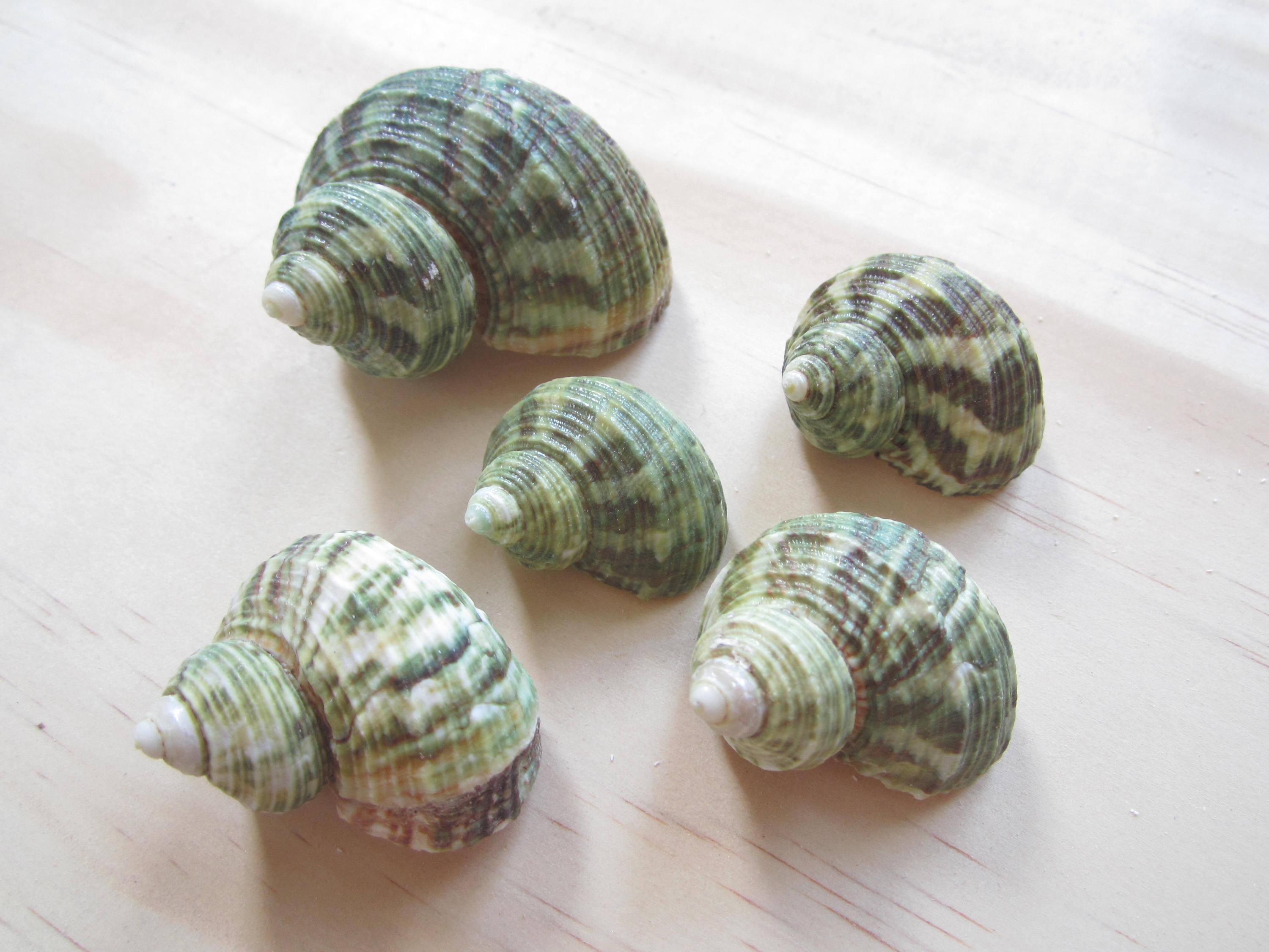 Green Turbo Shells-turbo Stenogyrus Shells-shells for - Etsy