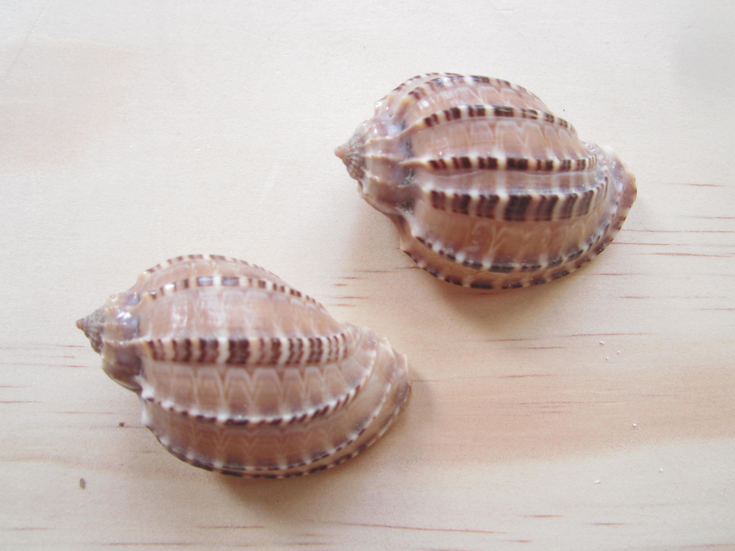 Harpa Major Shells-sea Shell Bulk-harpa Shells-beach Wedding - Etsy