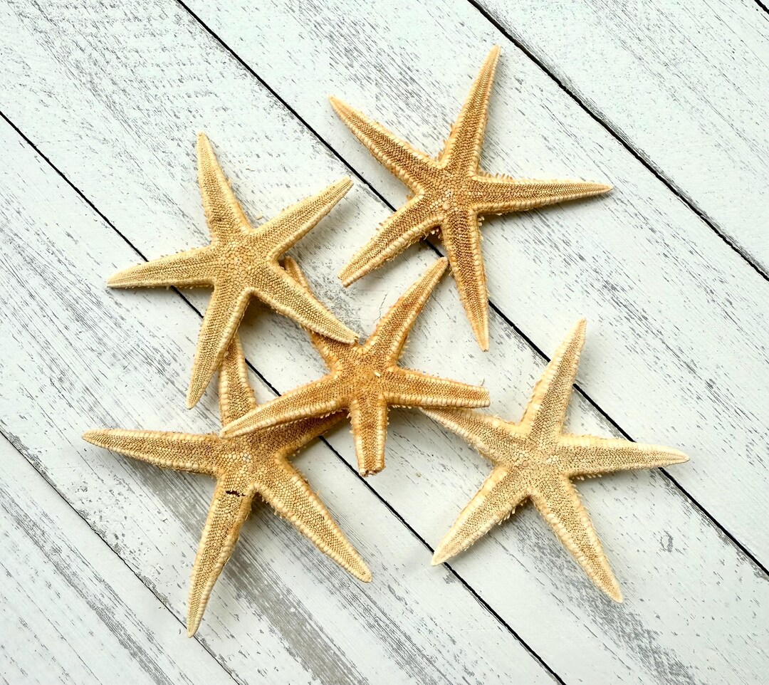 Philippine Tan Starfish Imperfect-set of 50-starfish Bulk-beach Wedding ...