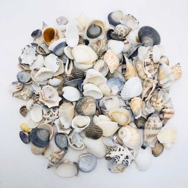 Assorted Seashells - Etsy