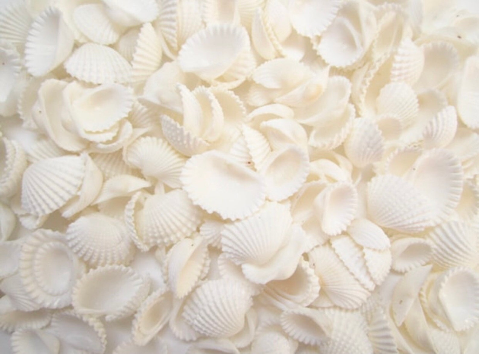 Ark Shells-baby Ark Shells-mini Shells for Crafting-small - Etsy