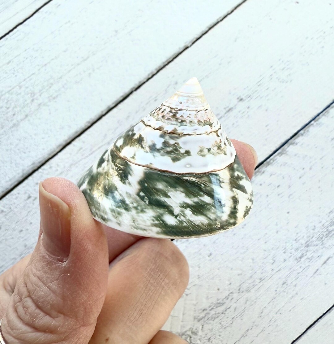 Polished Green Trochus Shell: Beach Wedding Decor (1.5-1.75") - Etsy