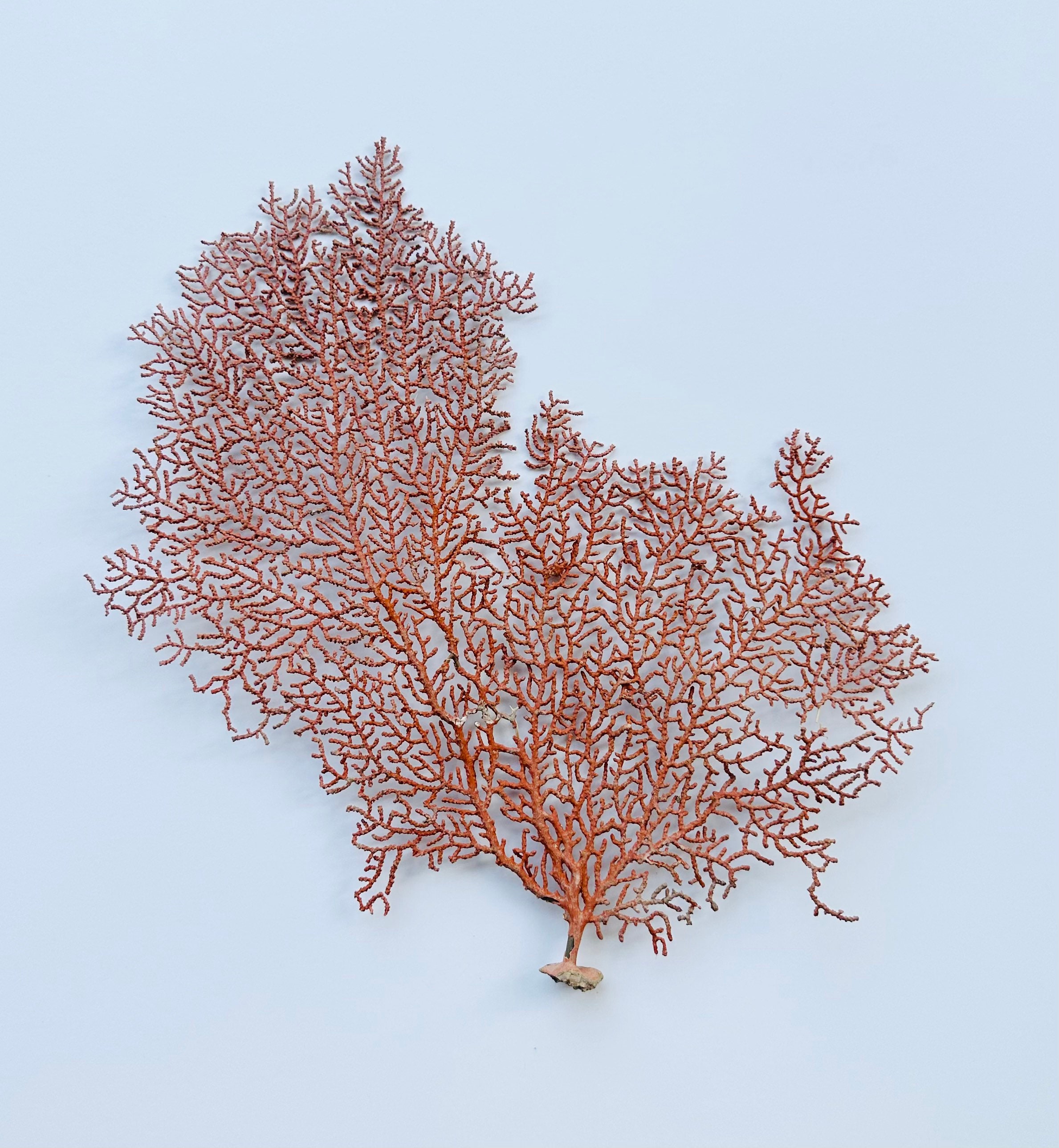 Sea Fan Decor