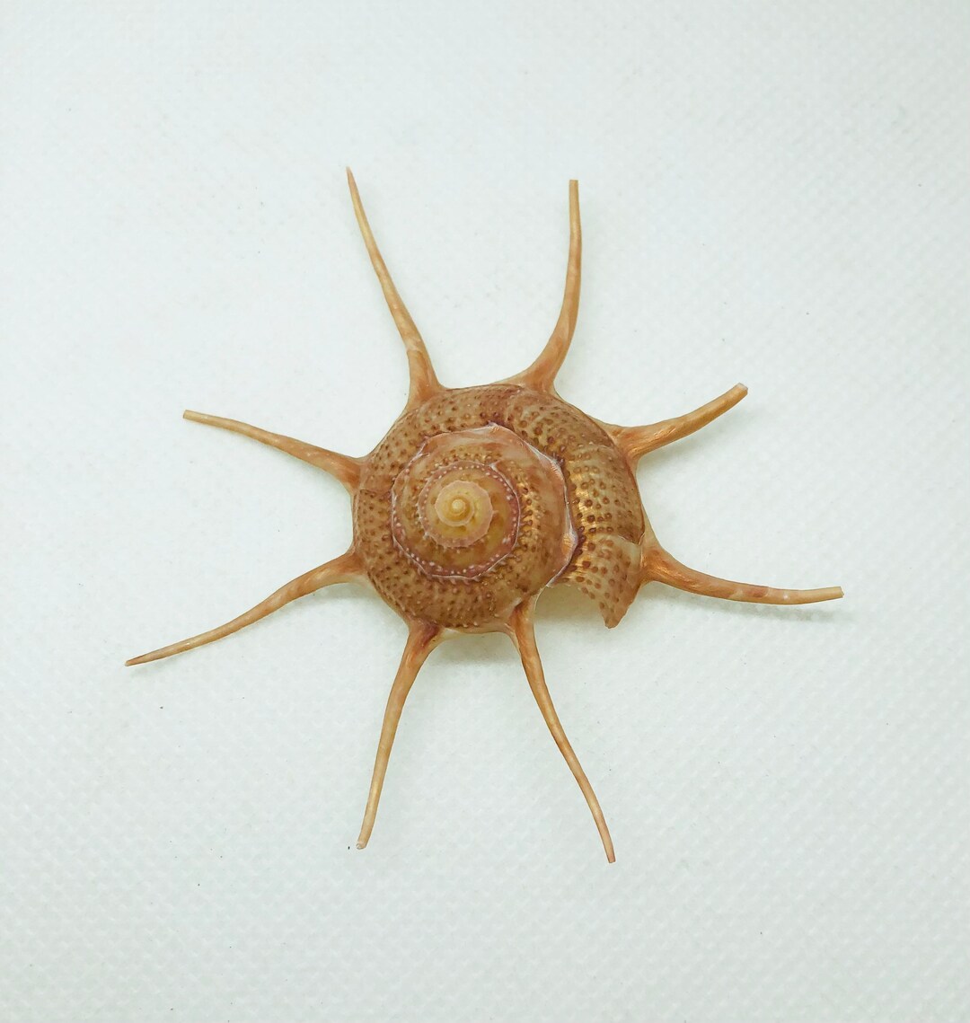 Guildfordia Yoka Shell-rare Sea Shells-unique Sea Shells-collector’s ...