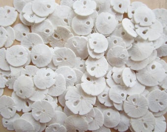 Small Sand Dollars 11.5 Sand Dollar Craft - Etsy