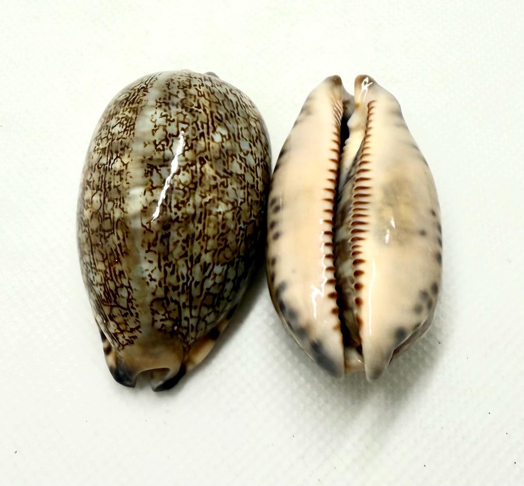 Arabic Cowry-mauritia Arabica-1.5-2"-5 Pieces-sea Shell Bulk-beach ...
