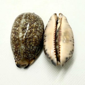 Arabic Cowry-mauritia Arabica-1.5-2"-5 Pieces-sea Shell Bulk-beach ...