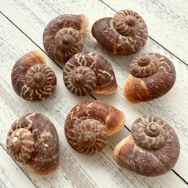 Natural Sea Shells - Etsy