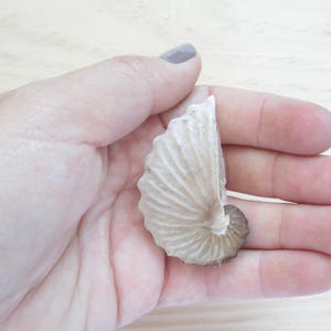 Paper Nautilus Brown-argonauta Nodosa-rare Shells-octopus-octopus Shell ...