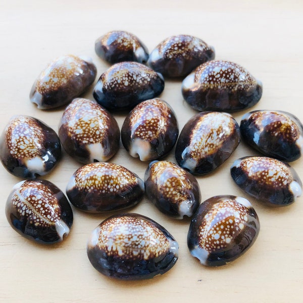 Cowrie Shells - Etsy