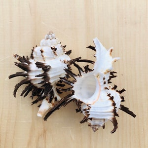 Murex Endiva Shell: Long Spine Seashell for Beach Wedding Decor - Etsy
