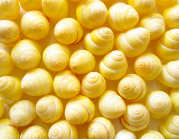 Yellow Seashell