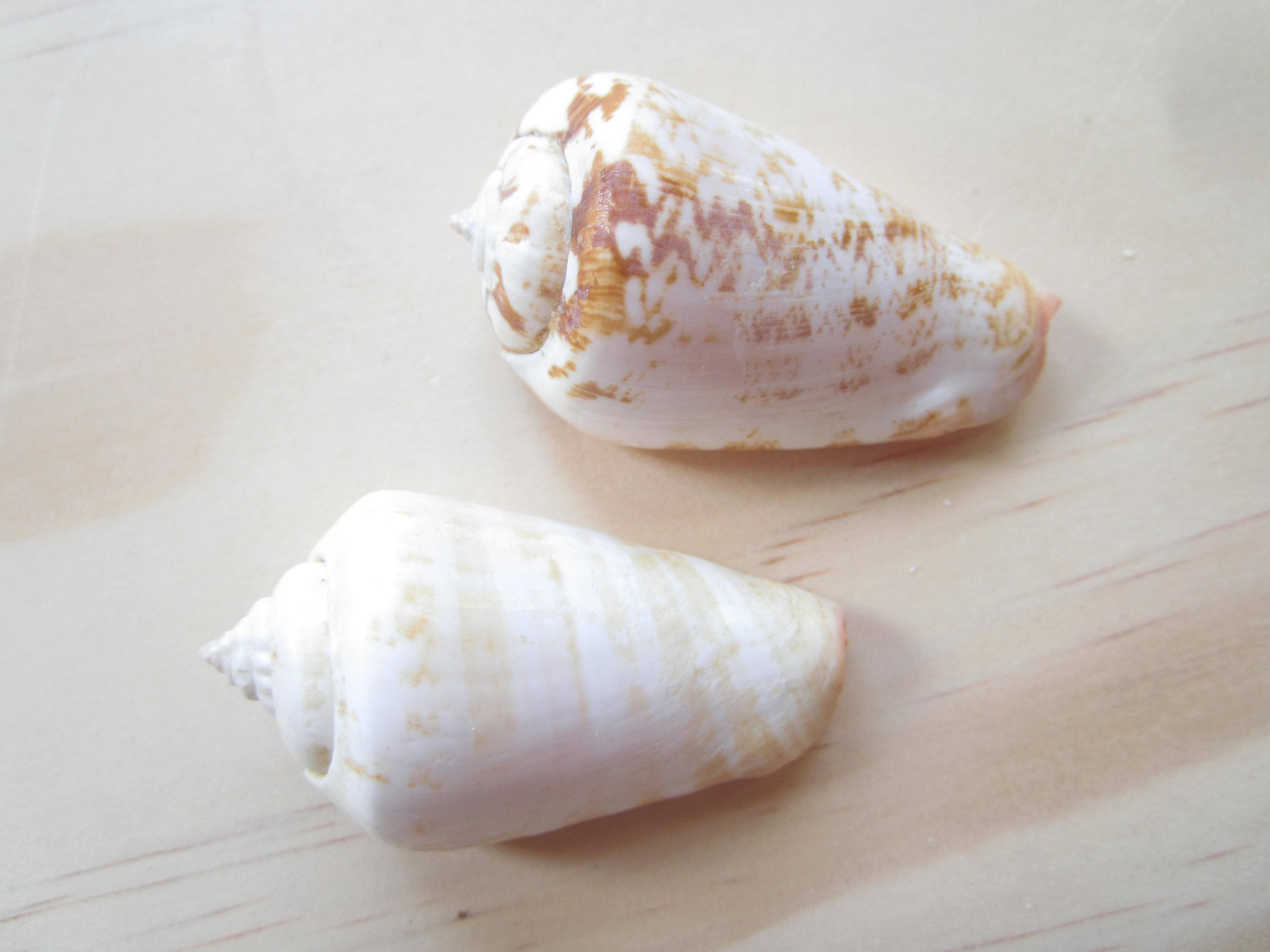 Strawberry Strombus-5 Pieces-sea Shell Bulk-conch Shell-beach - Etsy