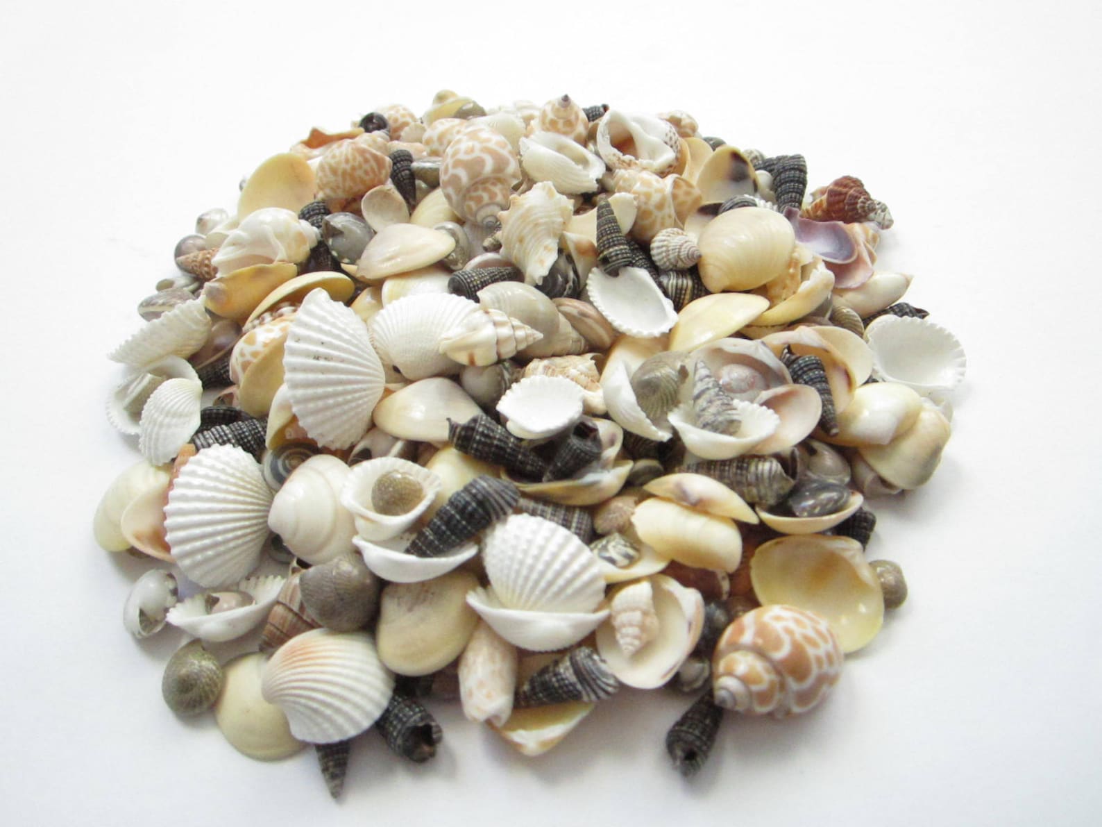 Small Seashell Mix-0.251.5assorted Seashells-sea - Etsy